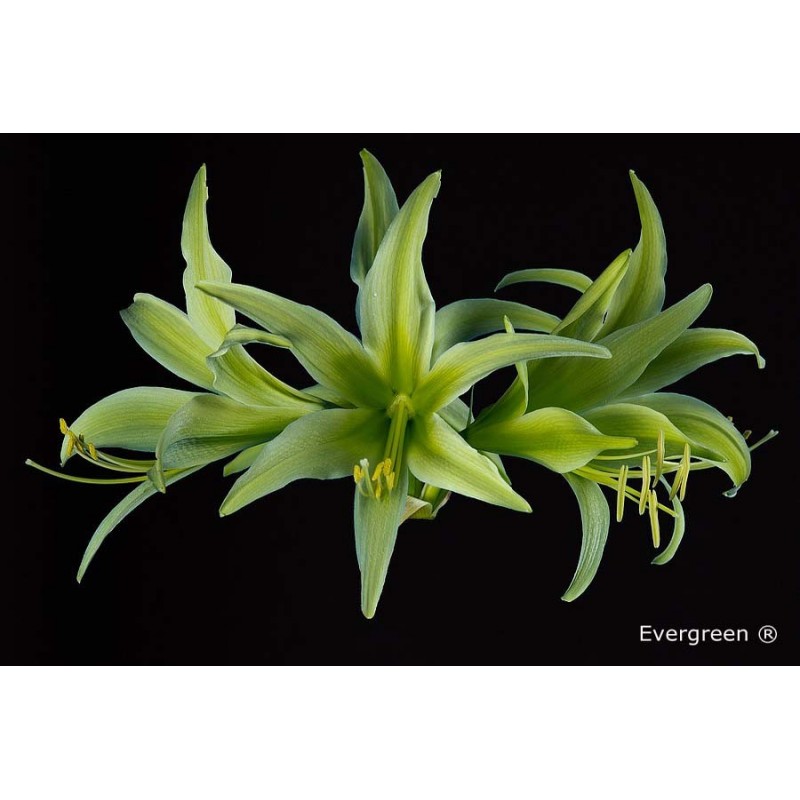 Evergreen | Groene cybister amaryllis te koop | Amaranth-Amaryllis