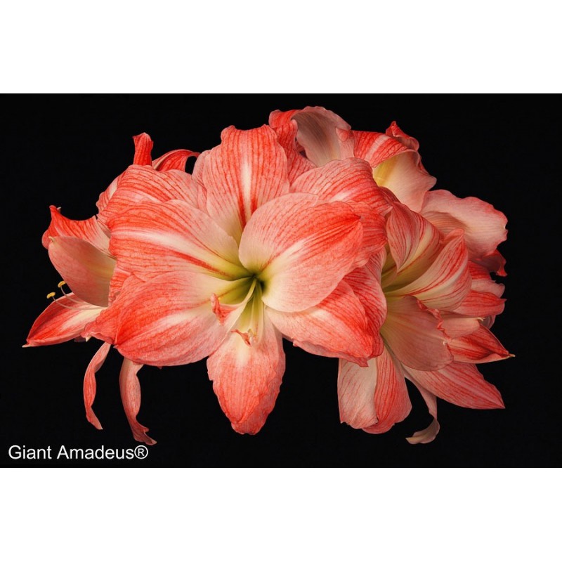 Giant amaryllis Giant Amadeus | Order an amaryllis bulb online!