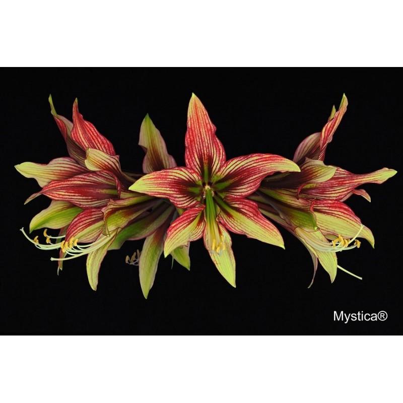 Mystica | An amaryllis hippeastrum |Cybister amaryllis