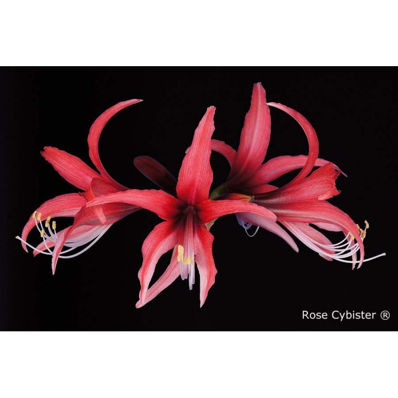 Roze Cybister Amaryllis | Bestel diverse soorten Amaryllis bollen online