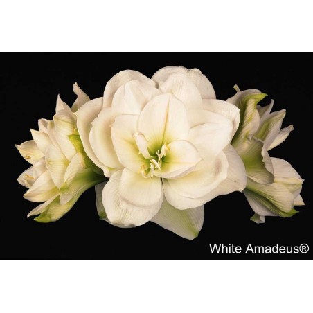Amaryllis delivery | Order the amaryllisbulb White Amadeus online