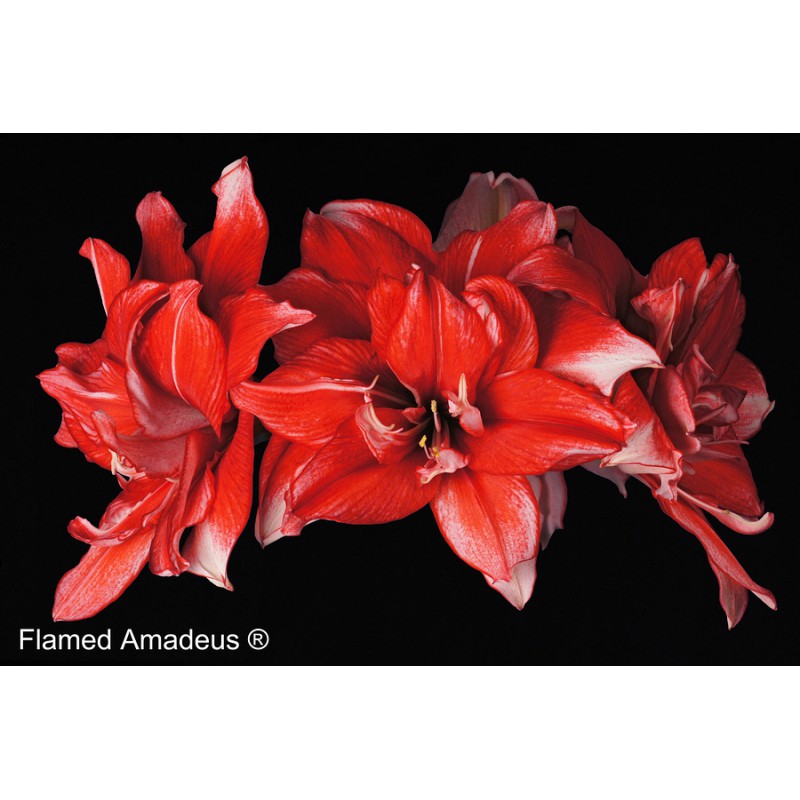 Amaryllis Flamed Amadeus® | Order a red amaryllis online