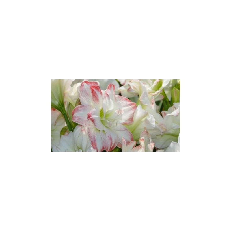 Order an amaryllis double white online | Amadeus | Amaranth-Amaryllis