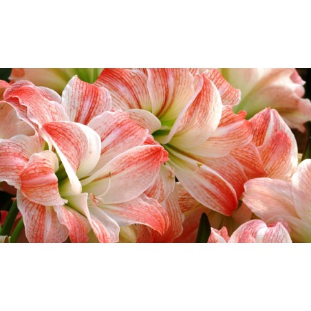 Giant amaryllis Giant Amadeus | Order an amaryllis bulb online!