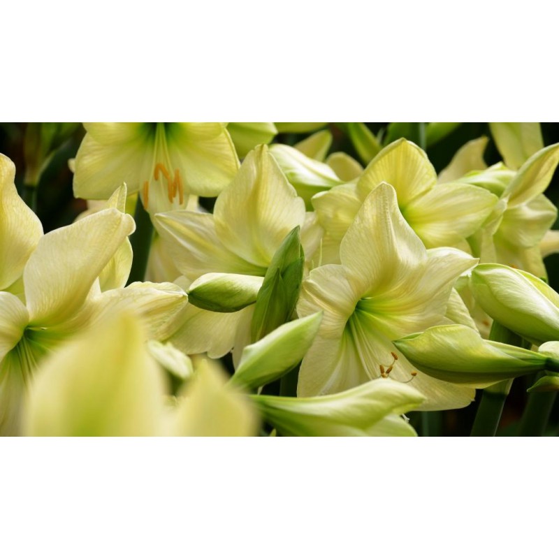 Amaryllis yellow color | Lemon Star | Amaranth-Amaryllis.com