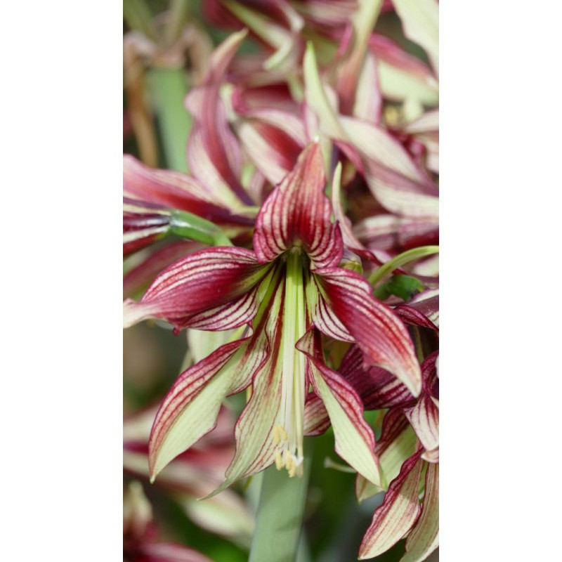 Mystica | An amaryllis hippeastrum |Cybister amaryllis