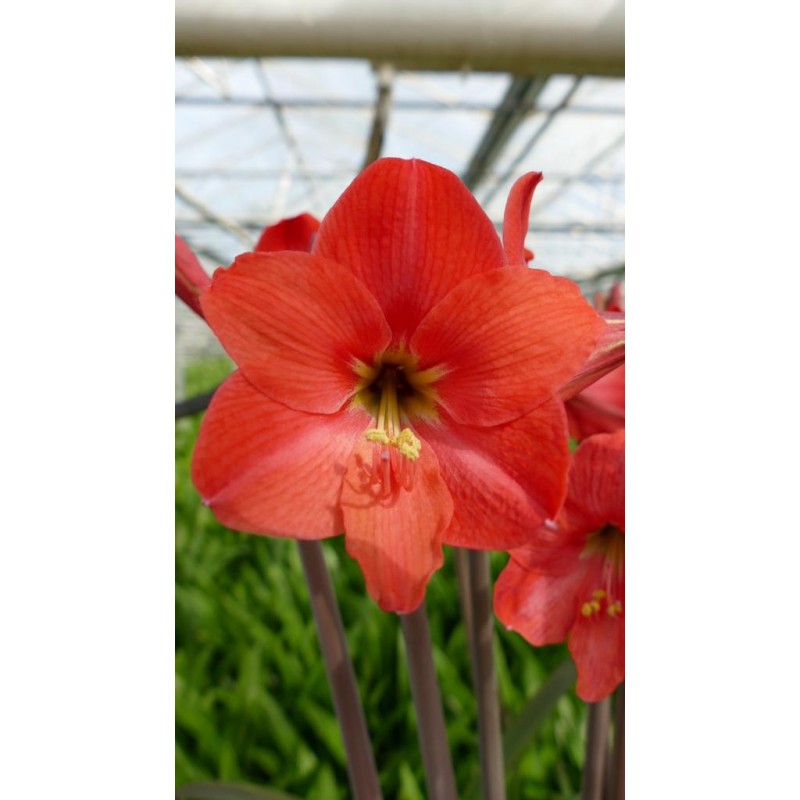 Multiflora Amaryllis Pink Garden | Amaranth-Amaryllis.com