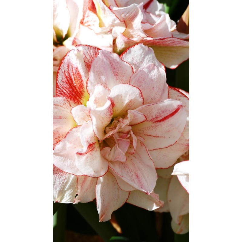 Buy white amaryllis Striped Amadeus | Double flowering amaryllis