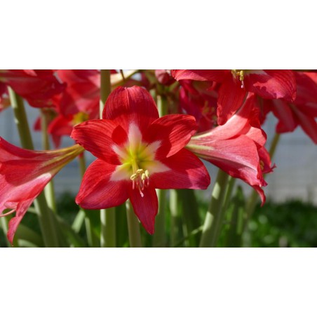 Amaryllis bollen kopen | Rode amaryllis Striped Garden | Multiflora
