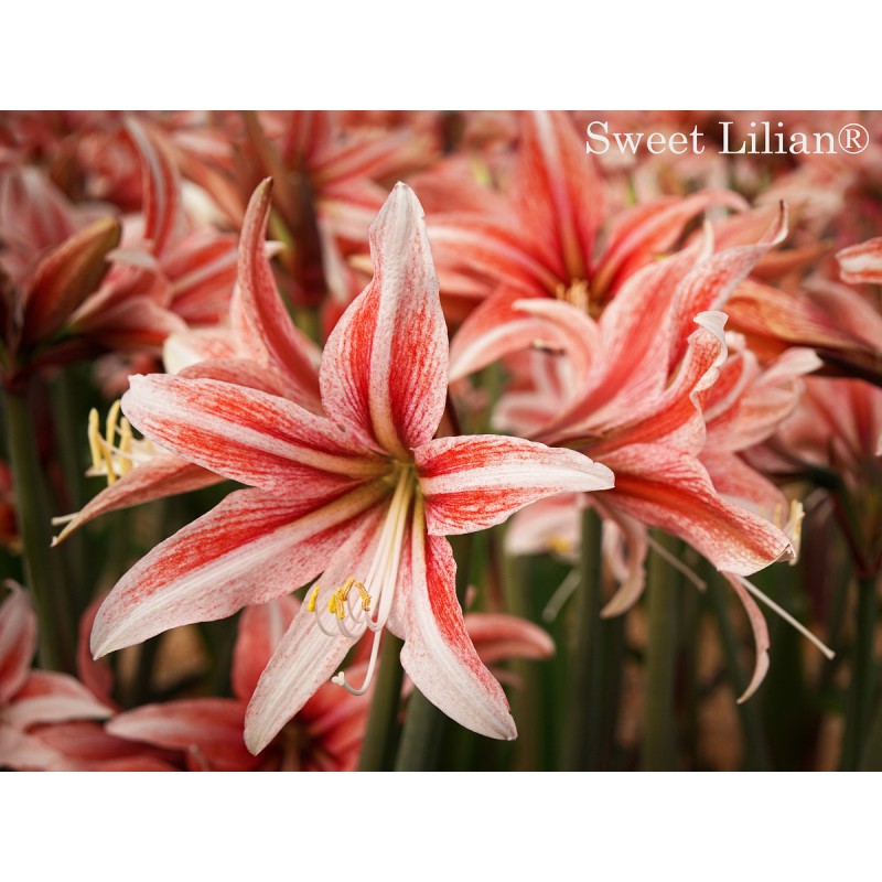 Pink amaryllis flower Sweet Lillian | Amaranth-Amaryllis.com