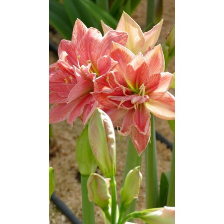 Double amaryllis bulbs | Sweet Nymph | Double Amaryllis
