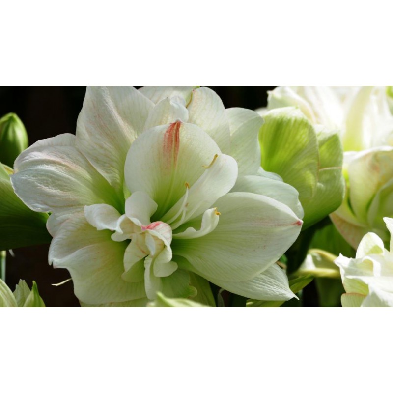 Amaryllis delivery | Order the amaryllisbulb White Amadeus online