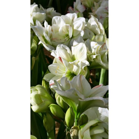 Amaryllis delivery | Order the amaryllisbulb White Amadeus online