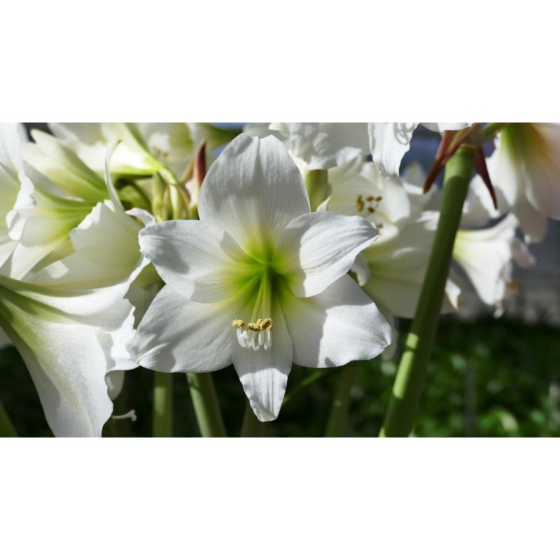 White Amaryllis flower bulb White Garden | Amaranth-Amaryllis.com