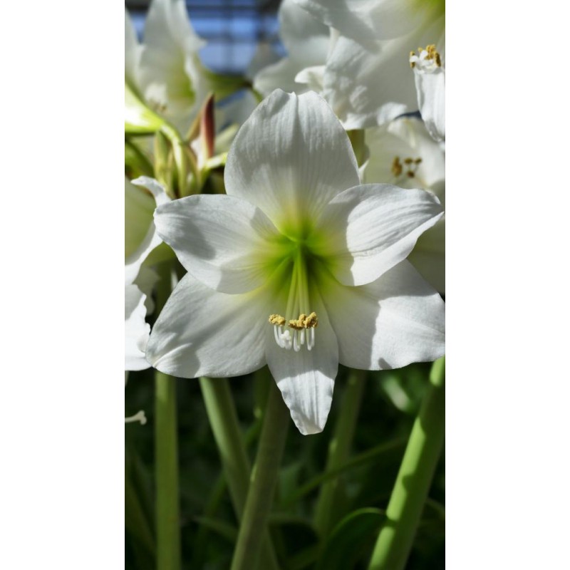 White Amaryllis flower bulb White Garden | Amaranth-Amaryllis.com