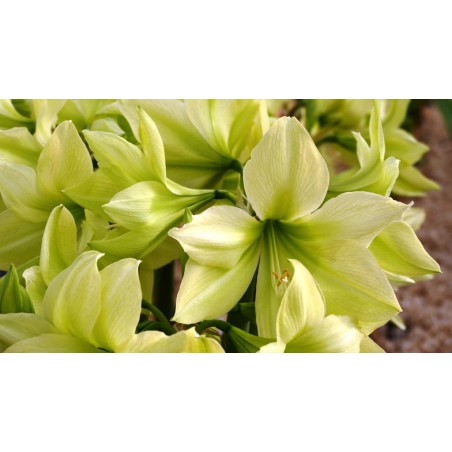 Yellow amaryllis | Unique Amaryllis bulb varieties | Amaranth-Amaryllis.com