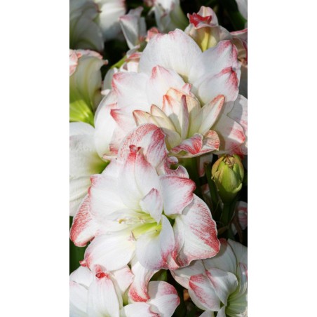 Order an amaryllis double white online | Amadeus | Amaranth-Amaryllis