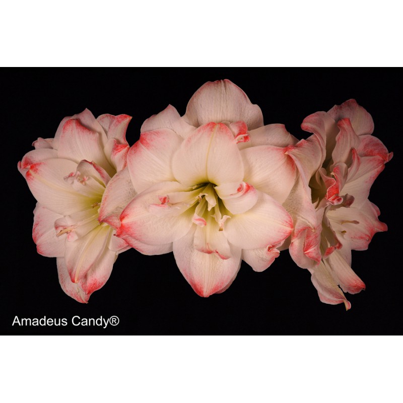 Order an amaryllis double white online | Amadeus | Amaranth-Amaryllis