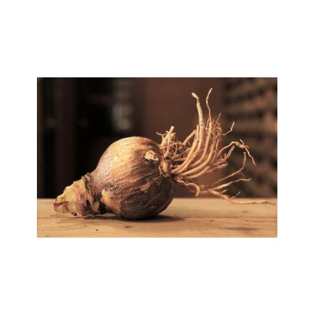 Amaryllis delivery | Order the amaryllisbulb White Amadeus online