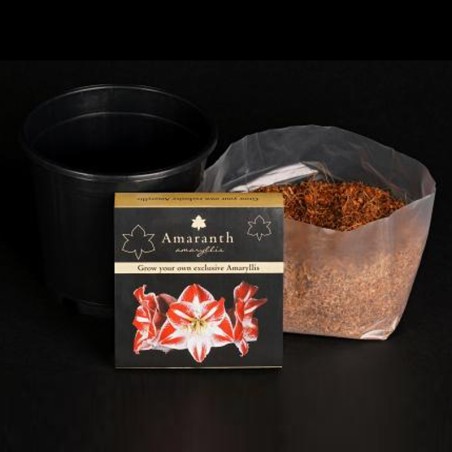 Amaranth coconut potting soil + Plant pot complete for Amaryllis bulb