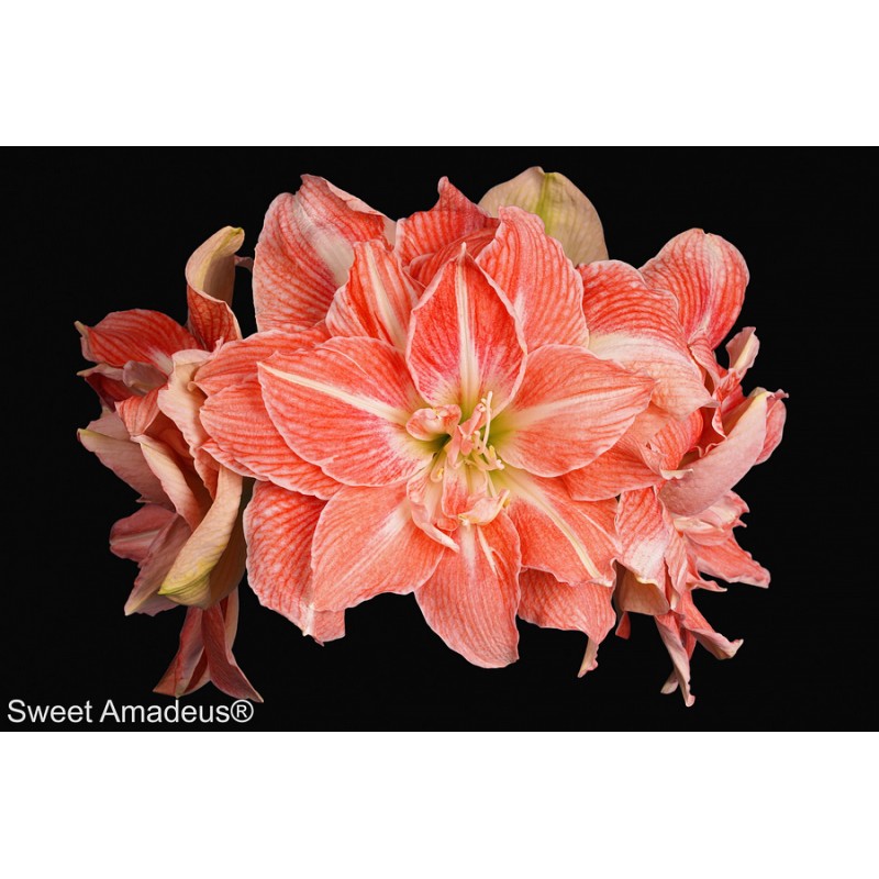 Buy an Amaryllis bulb | The double -flowered Sweet Amadeus | Order now!