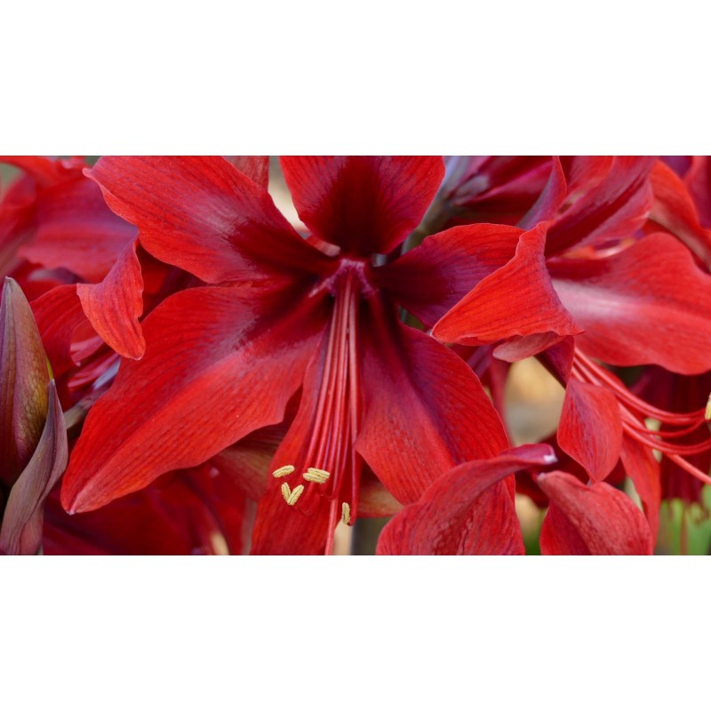 Red Amazone® |Buy an Amaryllis bulb on Amaranth-amaryllis.com
