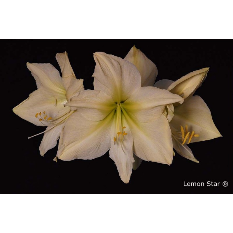 Amaryllis yellow color | Lemon Star | Amaranth-Amaryllis.com