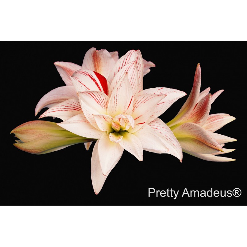 Amaryllis Pretty Amadeus | Order online on Amaranth-Amaryllis.com